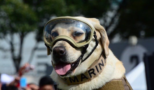 Fallece Frida, La Perrita Rescatista Del Sismo Del 2017 - No Somos Ñoños Fallece Frida, La Perrita Rescatista Del Sismo Del 2017 - No Somos Ñoños
